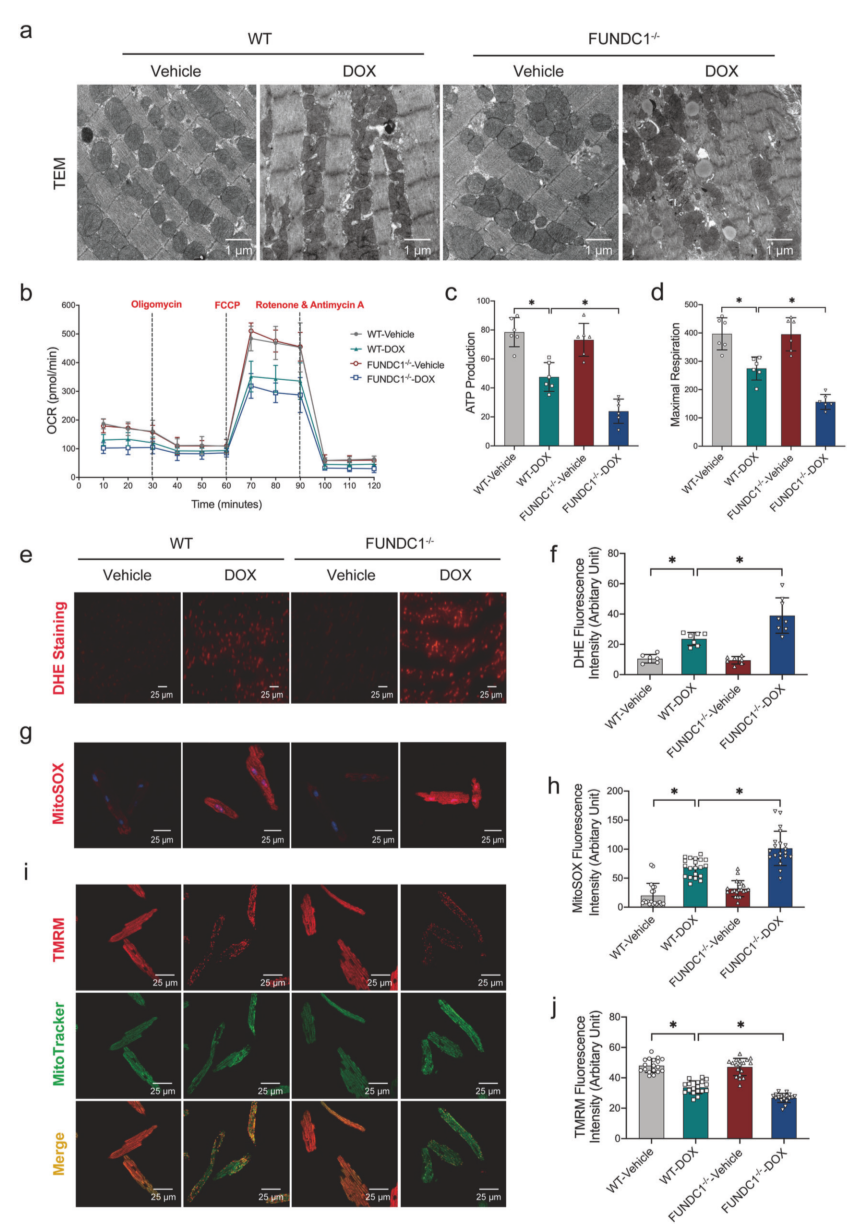 CDD丨FUNDC1 通过与 TUFM 相互作用来防止阿霉素诱导的心肌细胞的PANoptosis - 知乎