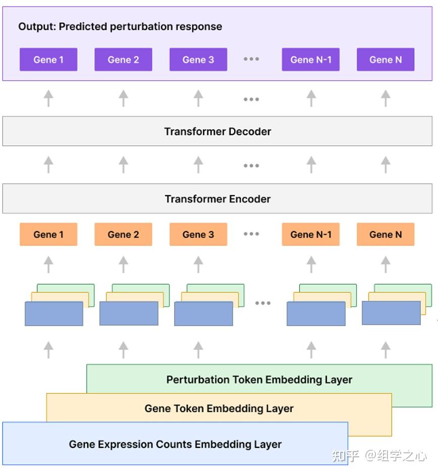 单细胞组学大模型（8）--- scGenePT，scGPT和GenePT的结合，实验数据和文本数据的交融模型 - 知乎