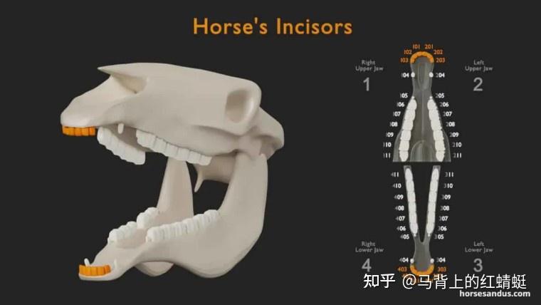 【科普】马牙齿的命名系统-Triadan Tooth Numbering System - 知乎