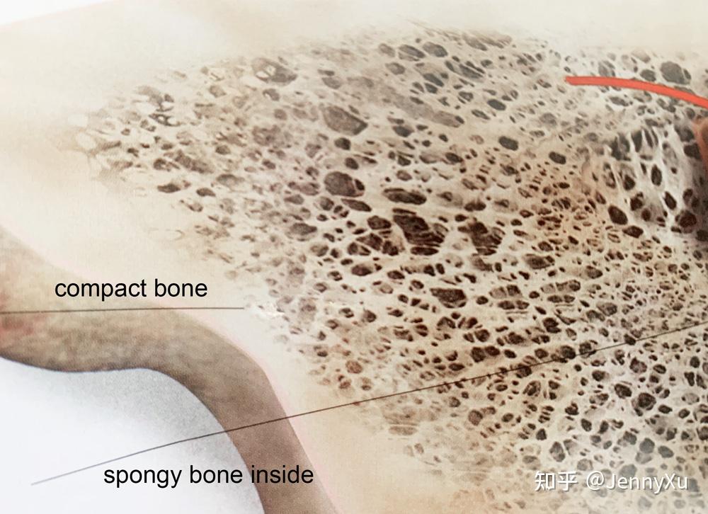 Inside bones 01 – introduction - 知乎