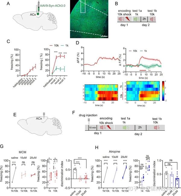 Transl Psychiatry北京理工大学庆宏/全贞贞团队揭示NB-ACx-BLA神经环路调控听觉恐惧记忆的区分 - 知乎