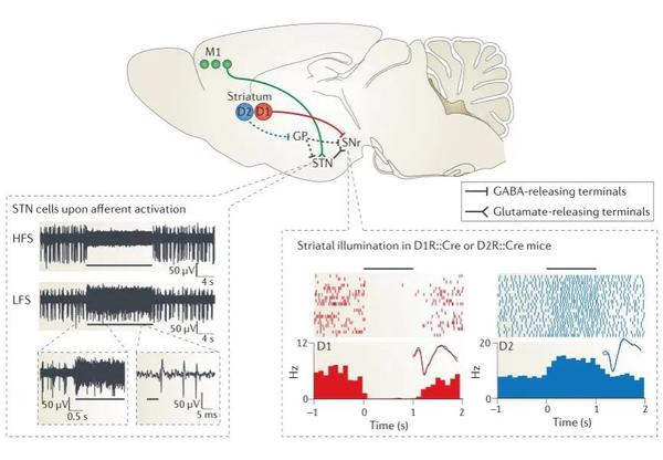 Nature神经科学综述｜光遗传学研究神经精神疾病动物模型神经环路 - 知乎