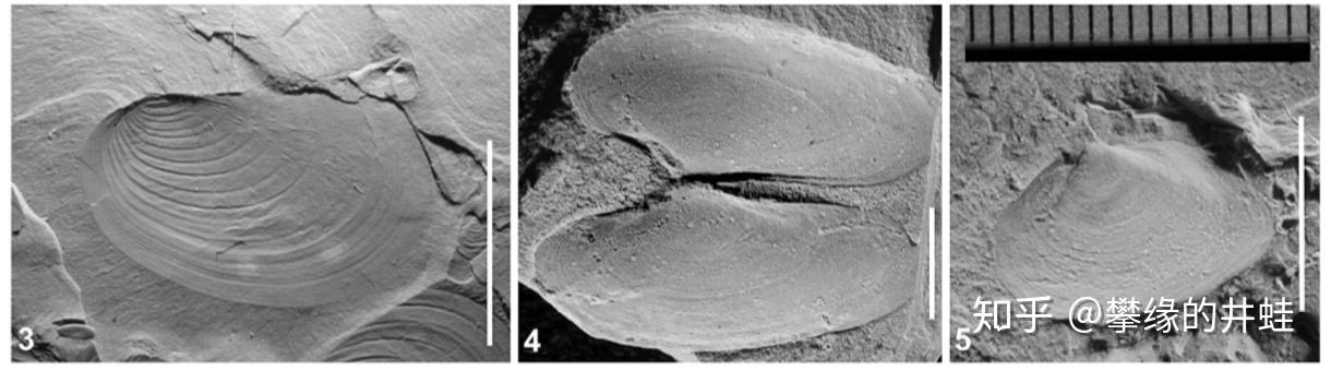 【地球演义】二叠纪剧场 Madagascar (II) - 知乎