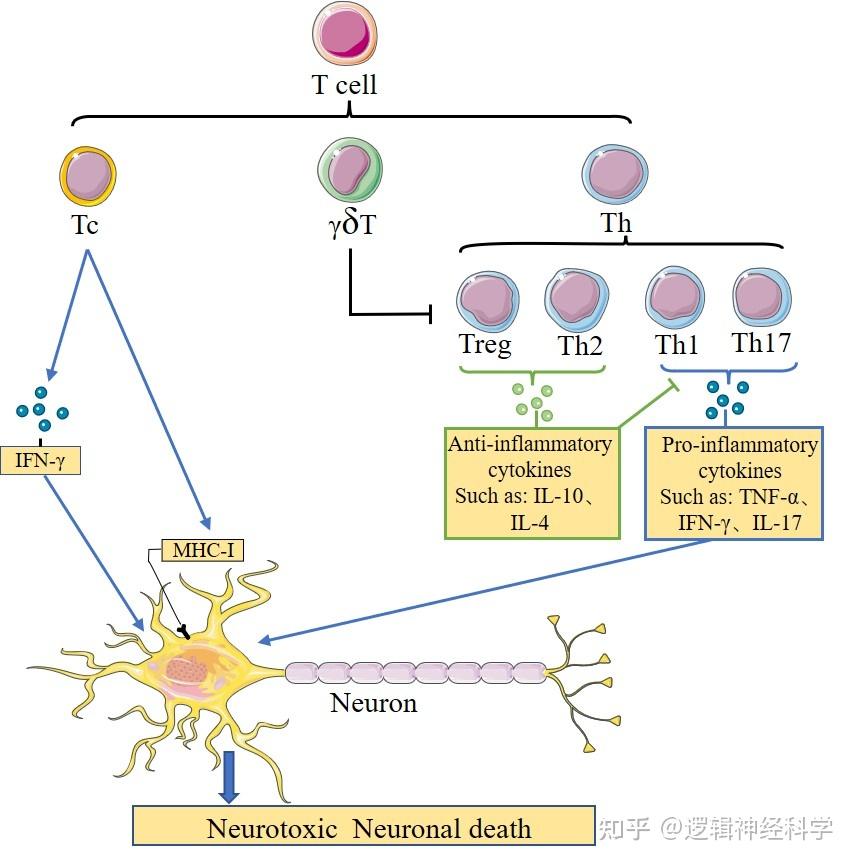 J Neuroinflammation 综述︱魏建设课题组聚焦帕金森病中小胶质细胞与T细胞的相互作用对疾病进程的影响 - 知乎