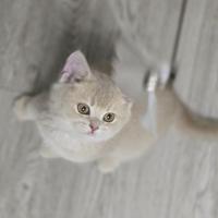 【论文阅读】Fuzz4All: Universal Fuzzing with Large Language Models（ICSE'24） - 知乎