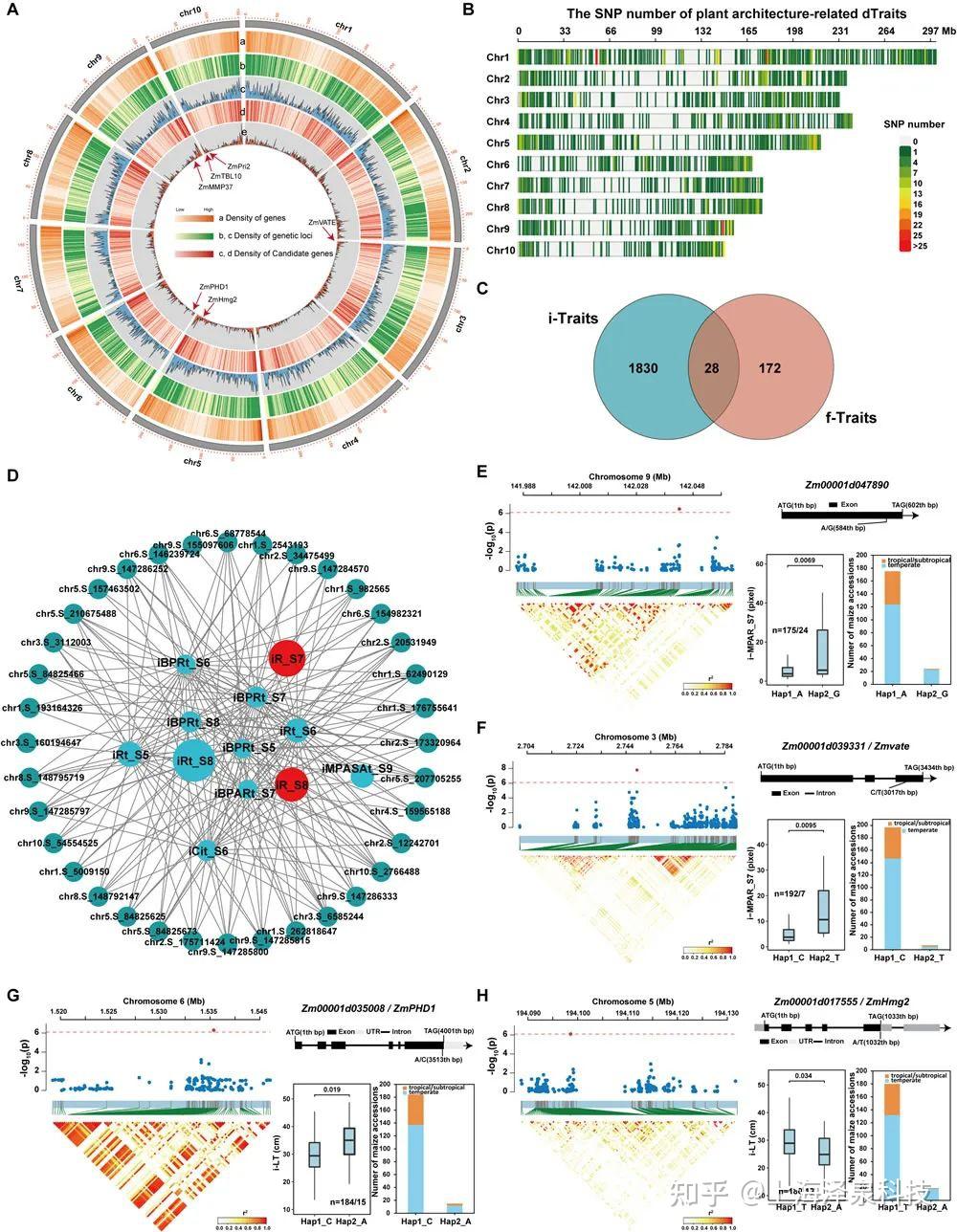整合高通量表型、GWAS和预测模型揭示玉米株高的遗传结构 - 知乎