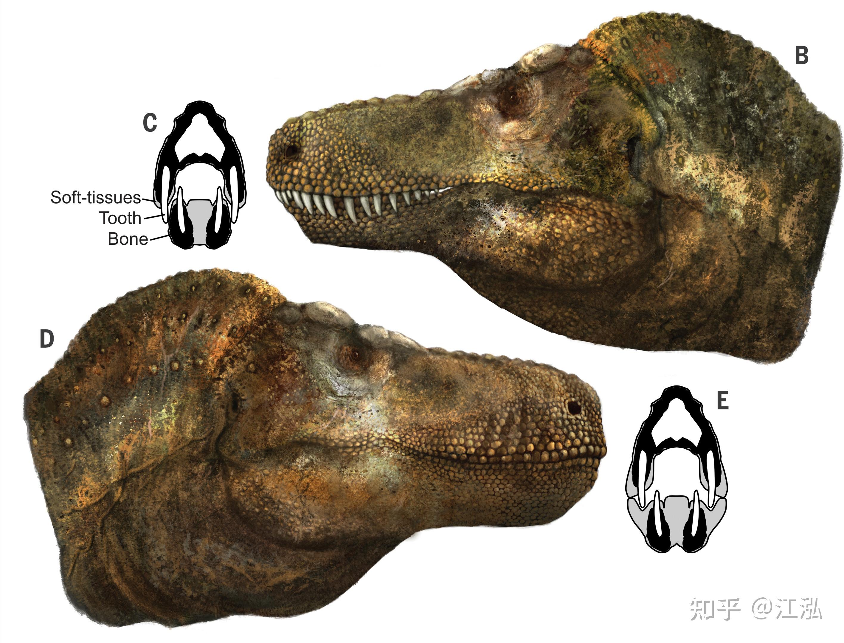 霸王龙原来凶不露齿！ - 知乎
