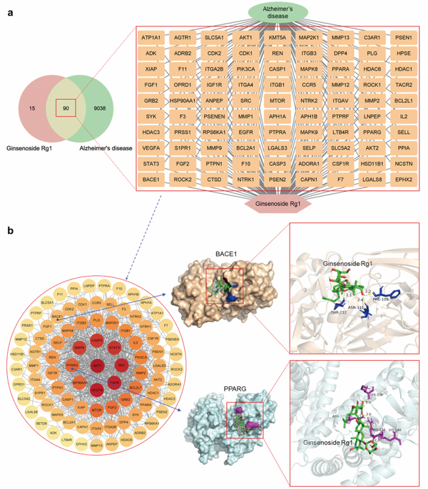 APS 综述︱朱国旗团队综述人参皂苷Rg1在神经系统疾病中新进展 - 知乎