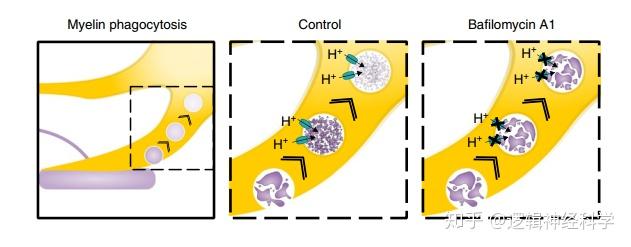解析Nat Neurosci︱前沿! 小胶质细胞吞噬髓鞘并修饰髓鞘发育 - 知乎