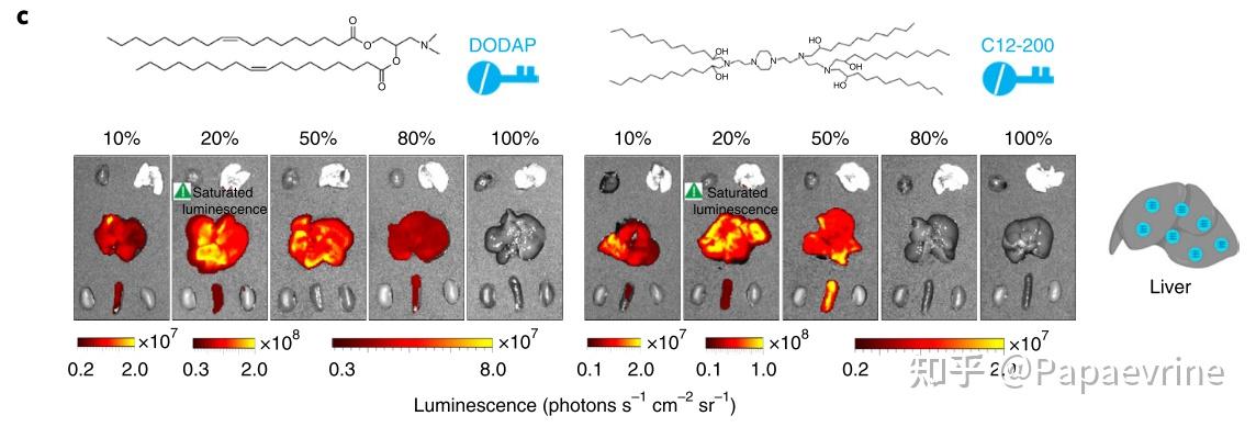 选择性器官靶向（SORT）纳米粒子用于组织特异性mRNA递送和CRISPR/Cas基因编辑（2021.09.07） - 知乎