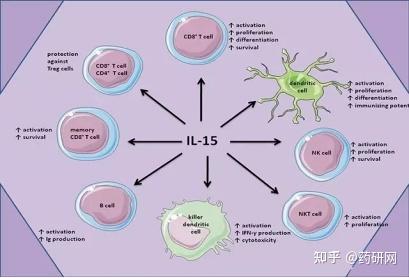 IL-2、IL-15：老靶点重焕青春 - 知乎