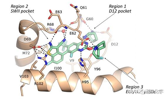 胰腺癌活性分子ERAS-5024： KRAS G12D 抑制剂 - 知乎