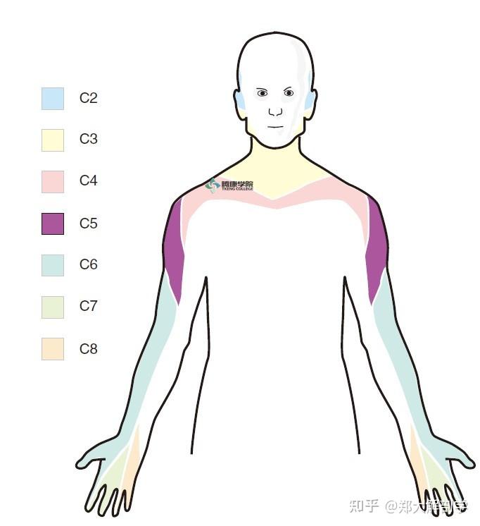 C7神经支配区 - 知乎