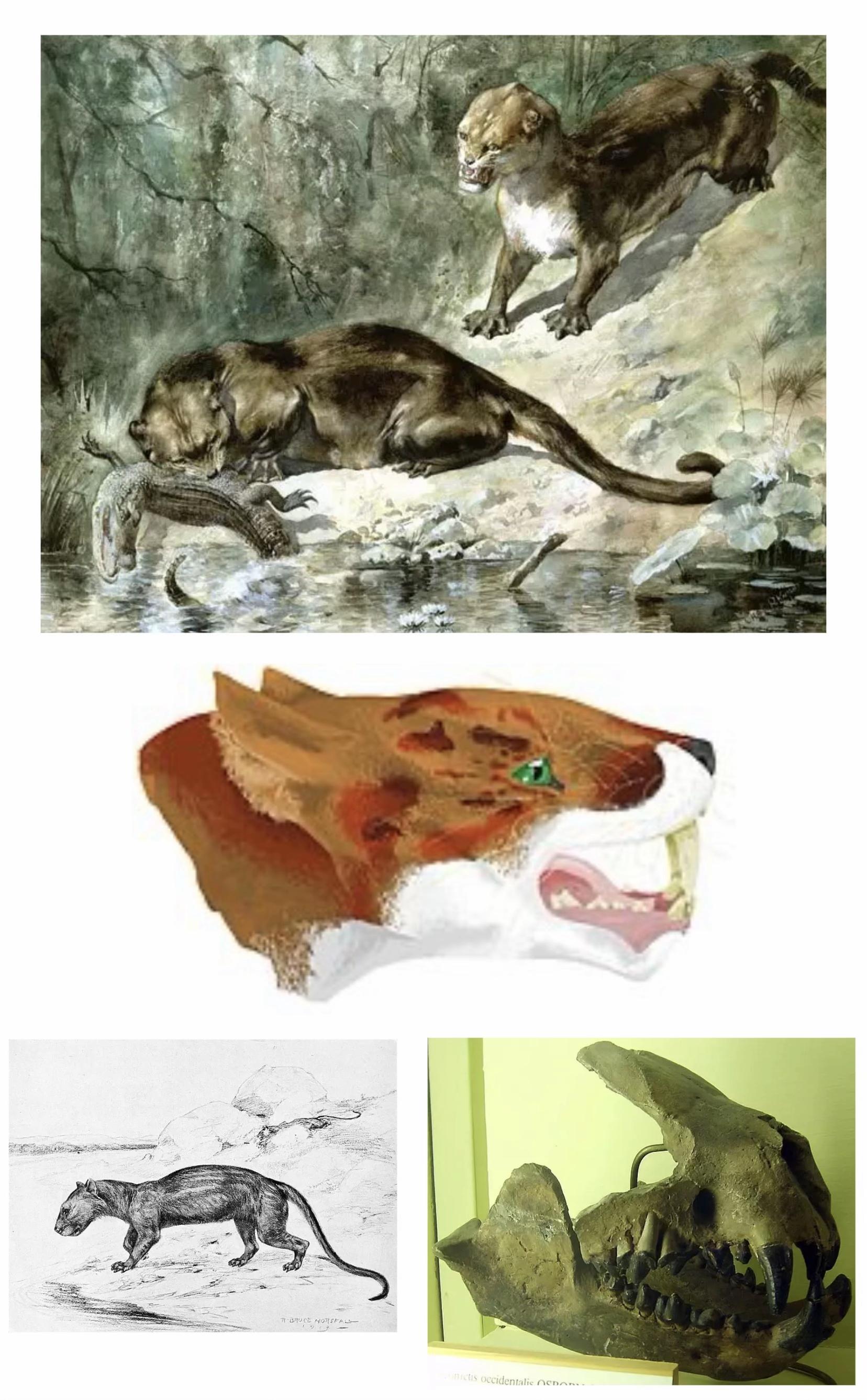 真兽类已灭绝的目分别属于真兽亚纲的哪个总目？ - 知乎