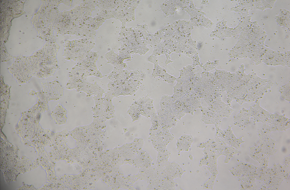 如何高效培养iPSC细胞？从入门到精通必须掌握的避坑要点 - 知乎