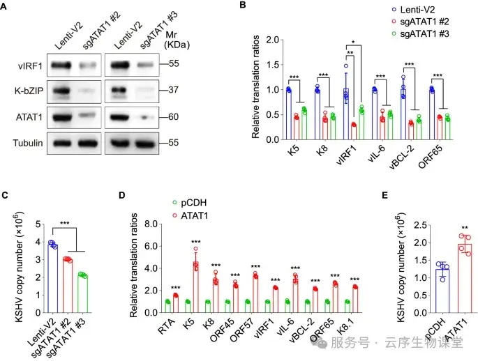 云序用户CDD IF 13.7|acRIP-tRNA-seq解析NAT10乳酰化促进致癌病毒KSHV复制中tRNA的ac4C修饰 - 知乎