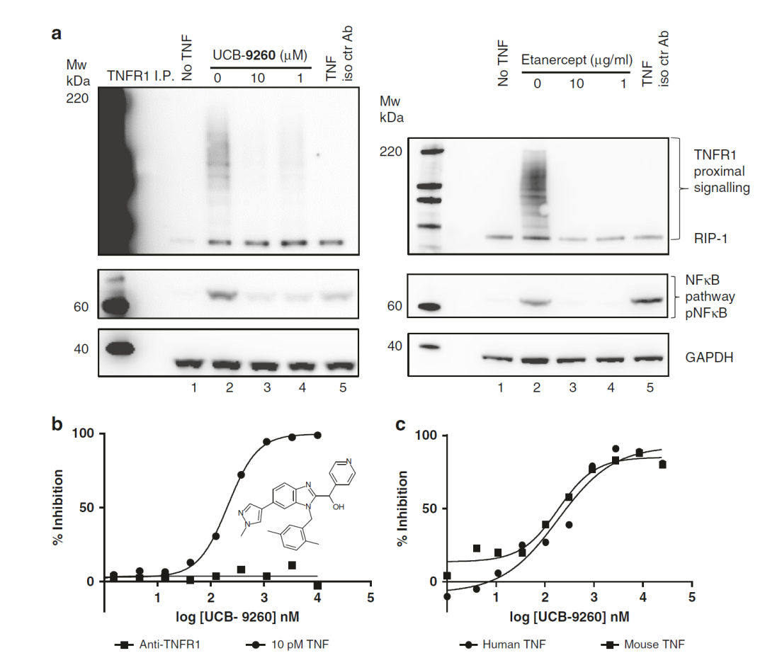下一代TNF抑制剂 - 知乎
