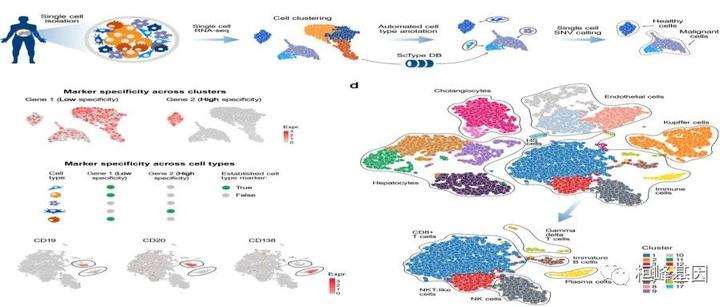 SCS【33】单细胞转录之全自动超快速的细胞类型鉴定 (ScType) - 知乎