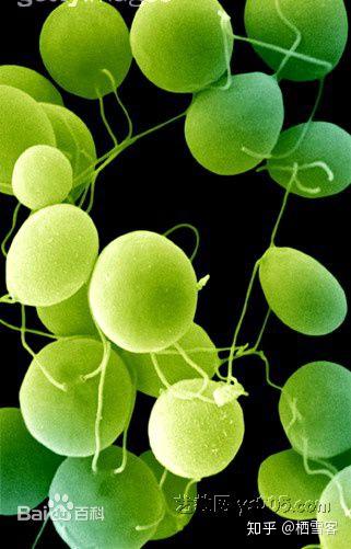 骑火球的超级小矮人——Nanoarchaeum equitans简介 - 知乎