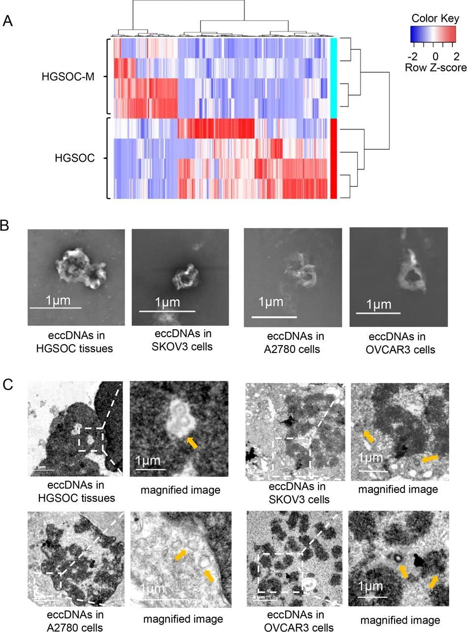1区 IF=9.6 |云序Circle-seq携手浙江大学研究者探索卵巢癌eccDNA研究 - 知乎