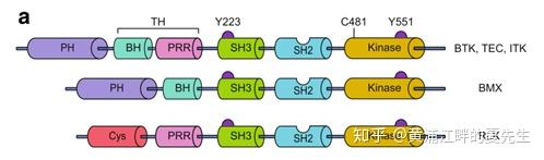 BTK与B细胞恶性肿瘤的靶向治疗 - 知乎