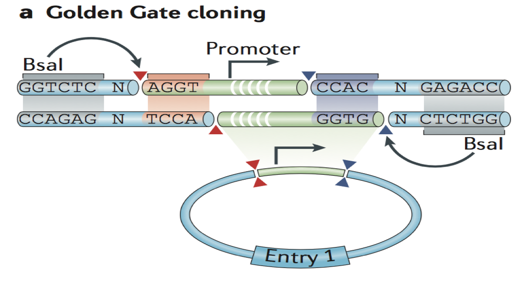 Playing God? 什么是合成生物学 - 知乎