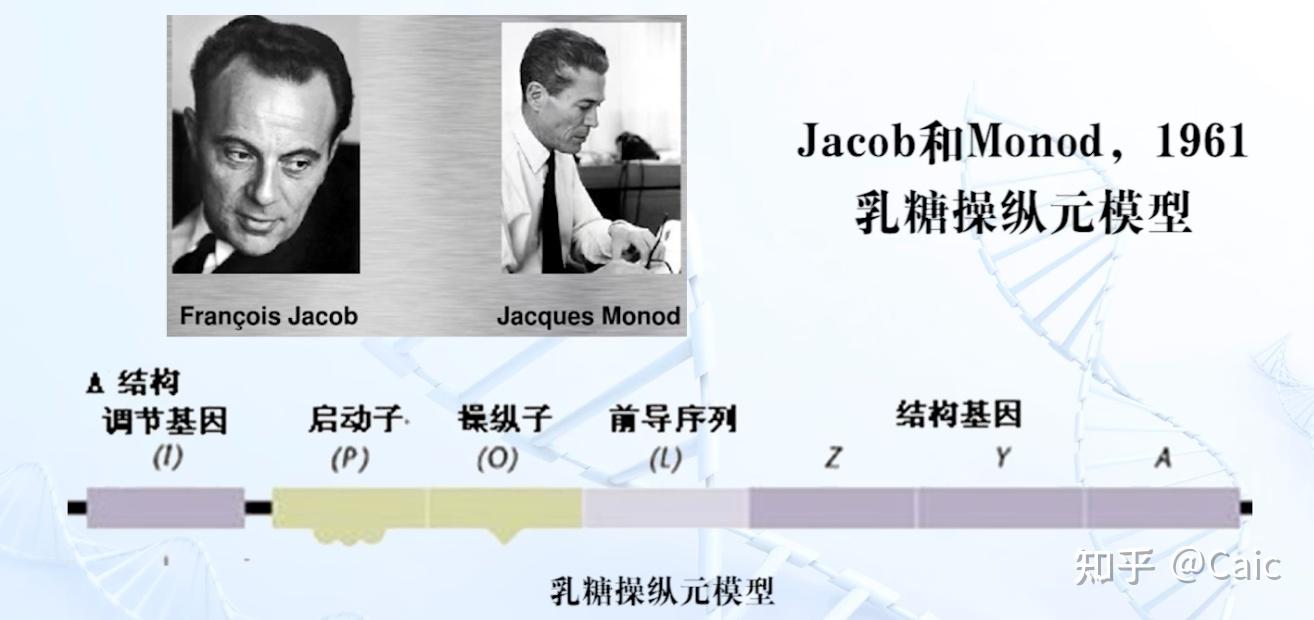 遗传学_14 基因表达的调控 - 知乎