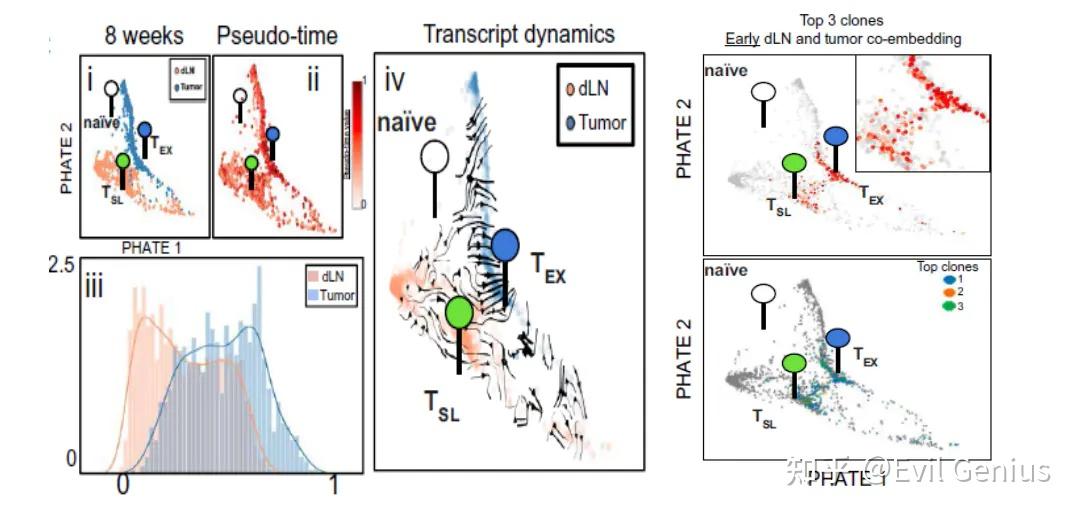 单细胞空间数据分析之VDJ与肿瘤 - 知乎