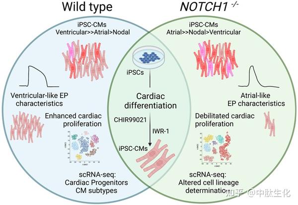 Circ Res：针对NOTCH1基因在先天性心脏缺陷中的作用提出新见解 - 知乎