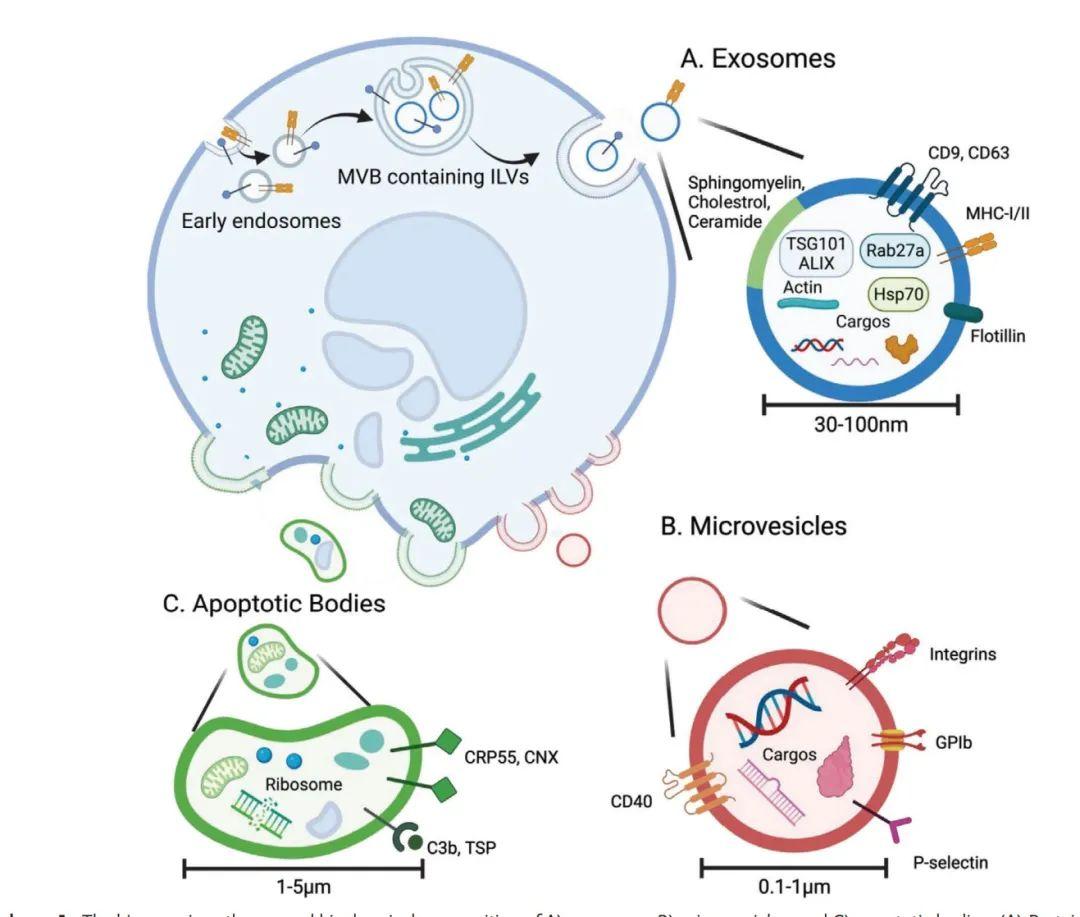 外泌体的基础知识及临床应用（一） - 知乎