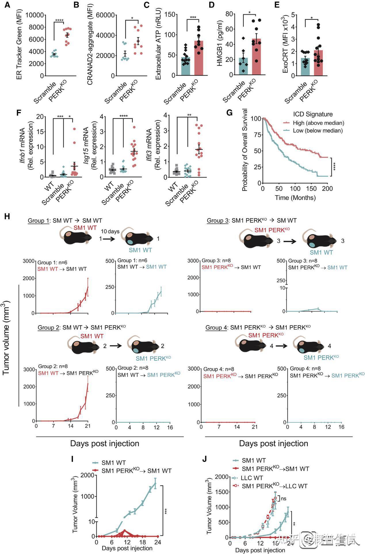 cancer cell|内质网应激的癌细胞如何调节抗肿瘤免疫？ - 知乎