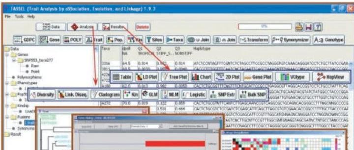 DNA 16. SCI 文章研究表型与基因型之间的关系工具（TASSEL） - 知乎