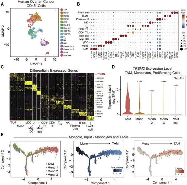 【明星靶点TREM2】盘点TREM2对AD、肥胖症、癌症以及心脏疾病的作用机制 - 知乎