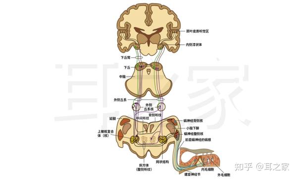 睡着做的那项听力测试（ABR），结果怎么看？ - 知乎