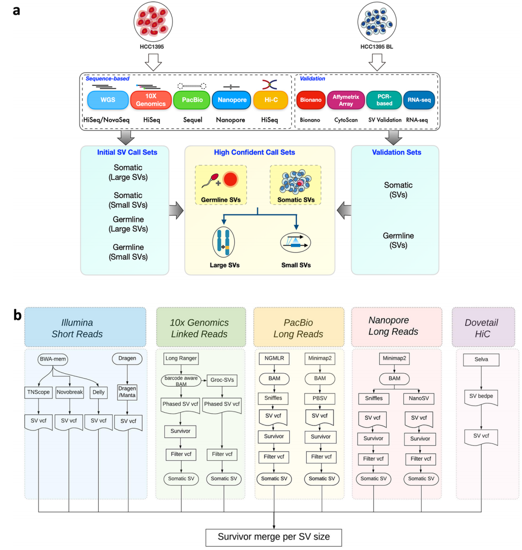 Genome Biol | 多测序技术分析癌症参考细胞系中的结构变异，构建高置信度共识调用集 - 知乎