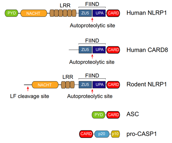 Science | 双链RNA的感受器NLRP1——人源NLRP1识别RNA病毒感染活化炎症小体 - 知乎