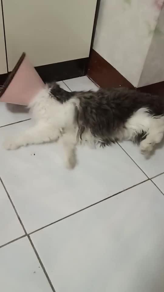 你家猫做完绝育是什么样的呢？ 知乎