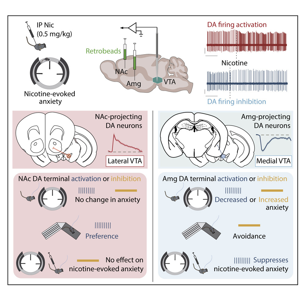 Neuron：尼古丁促进焦虑的神经环路机制 - 知乎