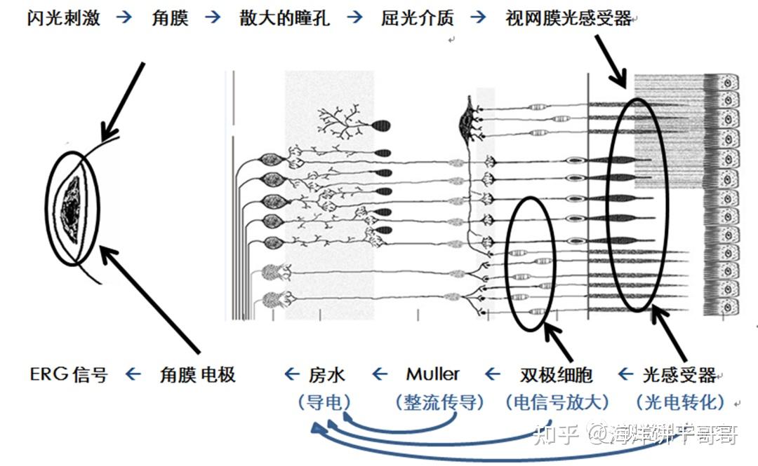 大鼠/小鼠视网膜电图(ERG)记录那些事儿 - 知乎