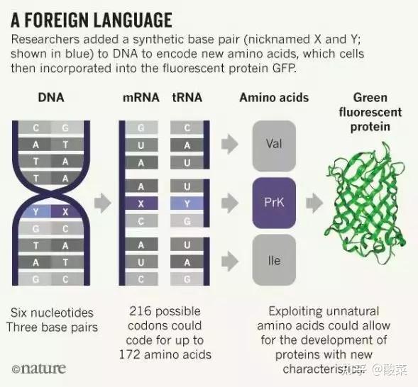 8碱基DNA的诞生，会是外星生命的遗传密码么？ - 知乎