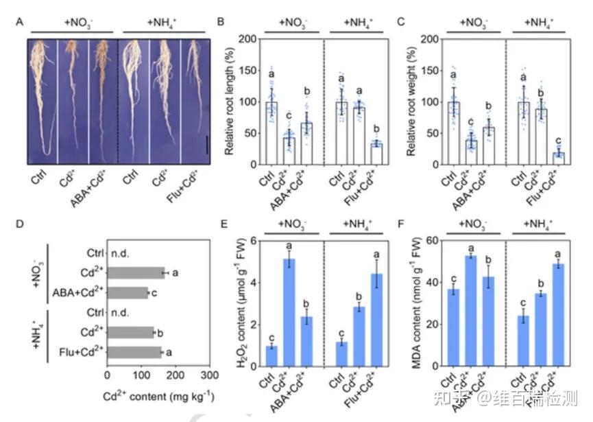 项目文章|铵态氮通过ABA依赖的方式激活水稻幼苗中bZIP20-APX2/CATA转录模块来响应镉胁迫 - 知乎