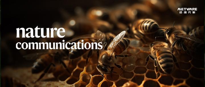 Nat Commun | 蜜蜂肠道乳杆菌通过色氨酸代谢调节宿主学习和记忆行为 - 知乎