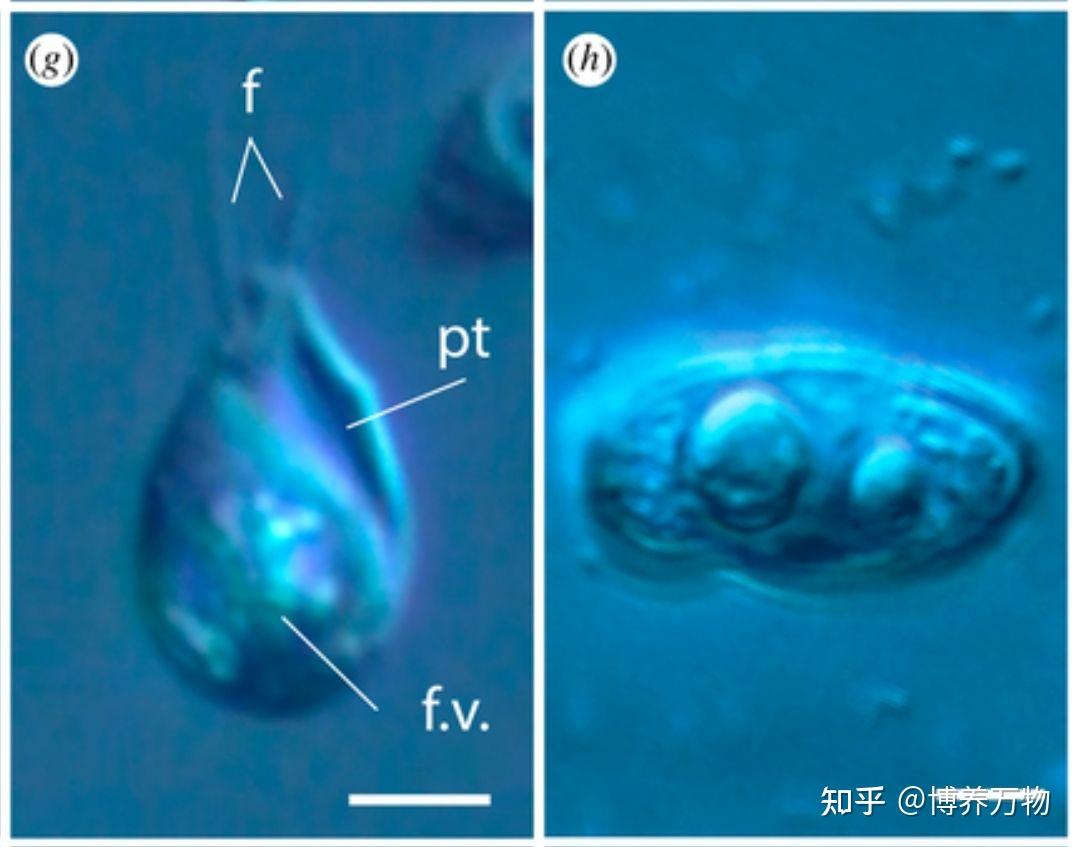 网鞭虫门Telonemⅰa ：形态特征最原始的色藻，却身世成谜 - 知乎