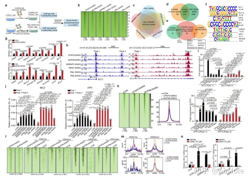 AbMole| RARG重排在类似急性早幼粒细胞白血病的急性髓系白血病中的致癌作用 - 知乎