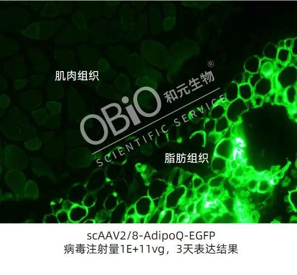 【on-target】AAV感染脂肪组织 | 血清型·启动子·注射用量 | 一篇就GO了！ - 知乎
