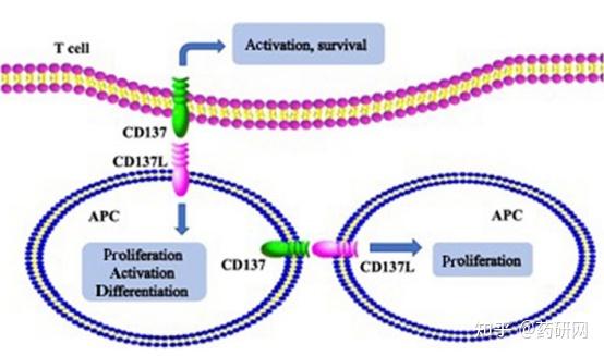 T细胞共刺激靶标：4-1BB - 知乎