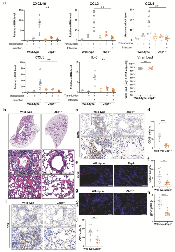 国产顶刊Cell Research丨SARS-CoV-2 Z-RNA 激活 ZBP1-RIPK3 通路以促进病毒诱导的炎症反应 - 知乎