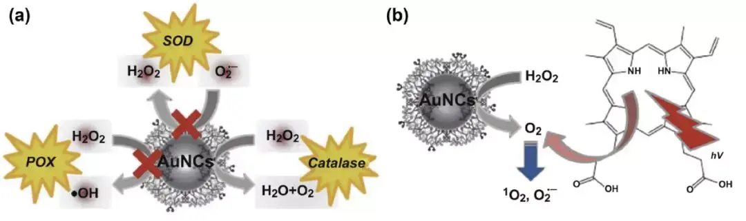 H2O2响应材料在肿瘤光动力治疗中的最新进展 - 知乎