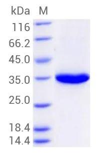 KLK：丝氨酸蛋白酶家族中的“多面手”【靶点科普】 - 知乎