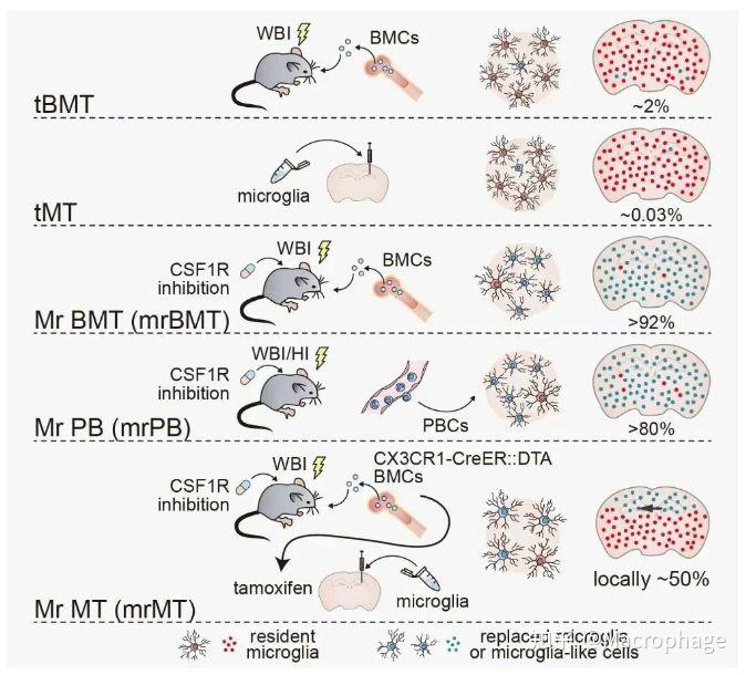 《Science》：小胶质细胞替换策略临床治疗小鼠和人类ALSP - 知乎